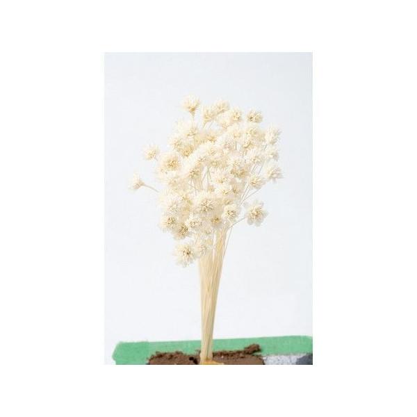 【商品番号：235-00121】/【VAR：1698】20210316new/bk-502ドライフラワー花材 コーンフラワー