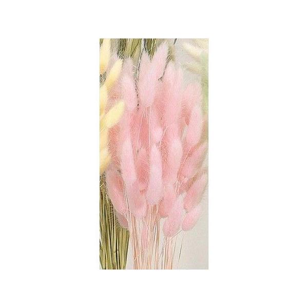 【商品番号：235-00154】/【VAR：65612】20210316new/fuwa2020/bk-3016ドライフラワー花材 ラグラス