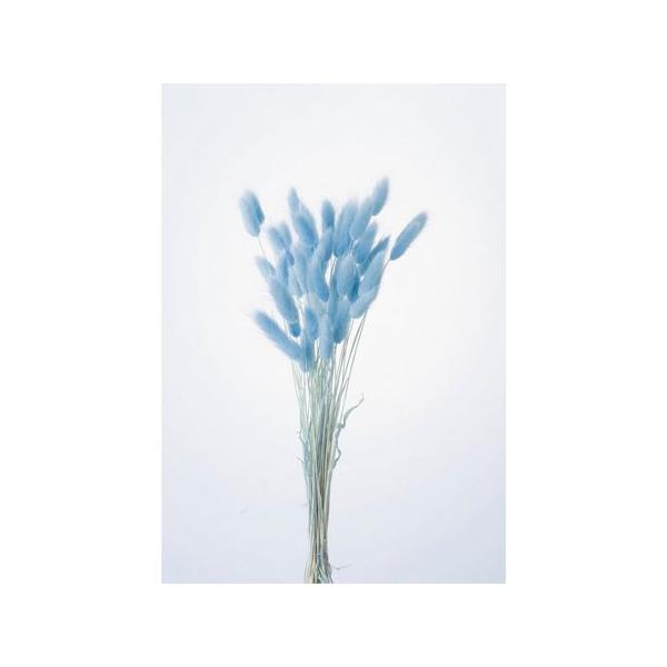 【商品番号：235-00155】/【VAR：65612】20210316new/fuwa2020/bk-3016ドライフラワー花材 ラグラス