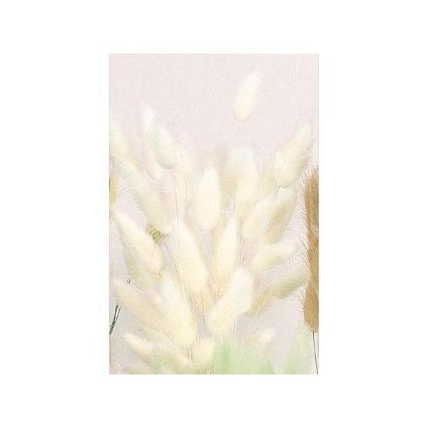 【商品番号：235-00157】/【VAR：65612】20210316new/fuwa2020/bk-3016ドライフラワー花材 ラグラス