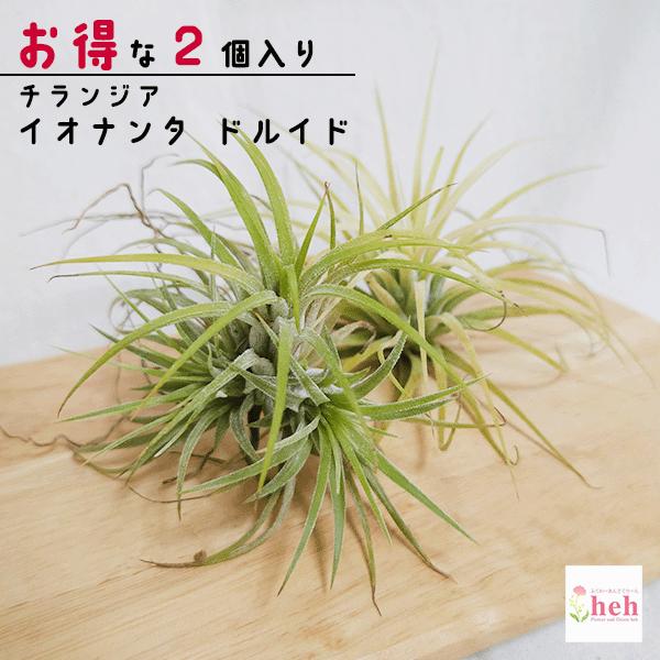 (商品詳細)・全体サイズ ： 横幅約9cm×奥行き約9cm×高さ約8.5cm(仕材／花材)・エアープランツ(チランジア) イオナンタ ドルイド(生育型)・夏型(注意点)・写真はイメージです。お届けする商品の株姿が写真と若干異なる場合がありま...