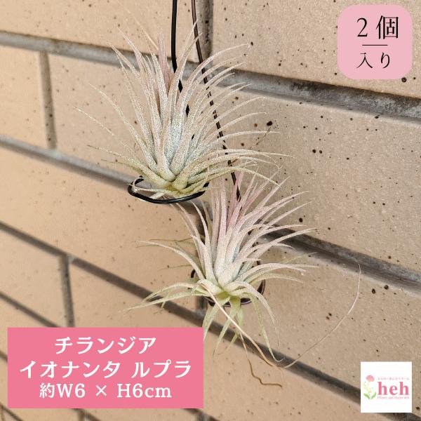 (商品詳細)・全体サイズ： 横幅約6cm×高さ約6cm(仕材／花材)・エアープランツ(チランジア) イオナンタ ルプラ(生育型)・夏型(注意点)・写真はイメージです。お届けする商品の株姿が写真と若干異なる場合があります。・こちらは2個入りの...