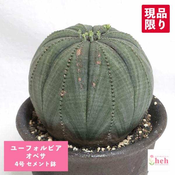 (商品詳細)・全体サイズ ： 横幅約12cm×奥行き約12cm×高さ約15.5cm（花芽は含まない）・鉢サイズ    ： 高さ約9.5cm×幅約12cm (仕材／花材)・ユーフォルビア オベサ 4.0号 セメント鉢(注意点)・現品限りの為、...