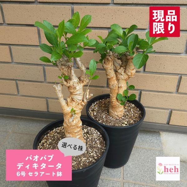 ユニークな樹形と小ぶりな塊根が魅力のバオバブ（発根処理済・育成約4〜5年）。芽吹き確認済みの株をお届けします。6号サイズで室内やベランダに馴染み、シックなブラックのセラアート鉢が存在感を引き立てます。初めての方にも育てやすく、ギフト（新築祝...