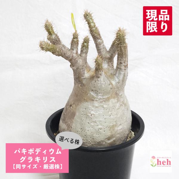 個性ある樹形が魅力のパキポディウム グラキリス。3株掲載の現品販売で、お好みの株姿から選べます。発根処理済みで育成にも取り組みやすい状態です。胴体最大幅約8.5〜9.9cmのMサイズ。飾りやすさと存在感のバランスが良く、樹形差もしっかり楽し...
