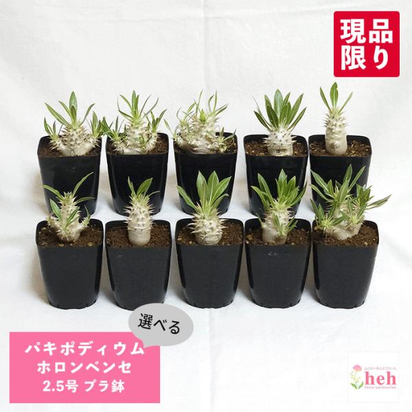 一点物のため、お買い求めはお早めに！ (商品詳細)・全体サイズ ： 横幅約6.5cm×奥行き約6.5cm×高さ約9.5-11.5cm（葉、トゲは含まない）・鉢サイズ    ： 高さ約7cm×約6.5cm角(仕材／花材)・パキポディウム ホロ...