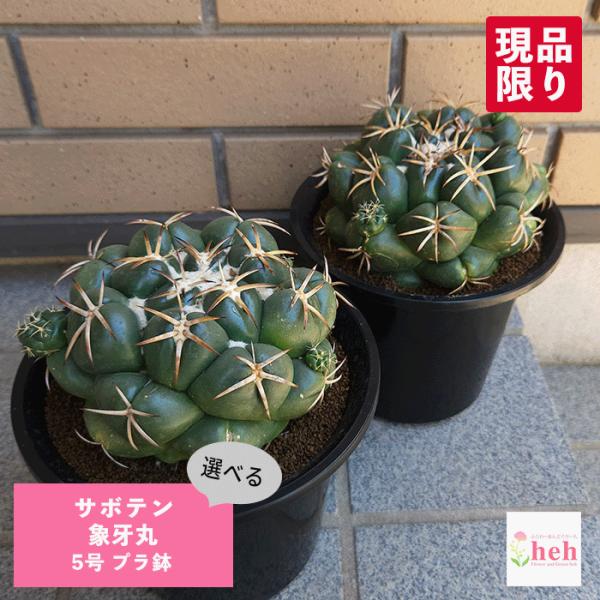 世界に一つの逸品！選んだ株をあなたの元へ(商品詳細)・全体サイズ ： 横幅約15cm×奥行き約15cm×高さ約18.5-19cm・鉢サイズ    ： 高さ約13.5cm×直径約15cm(仕材／花材)・サボテン 象牙丸 5.0号 プラ鉢(生育...