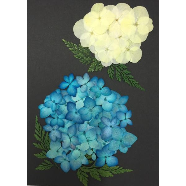 自然色のあじさいアイボリー15枚前後、吸い上げ着色した一重あじさいスカイブルー大小50枚前後、着色加工したシダ4枚が入っています。こちらの押し花とUVレジンを使用してオリジナルのスマホケースや名刺入れが作成できます。オリジナルのデザインを作...