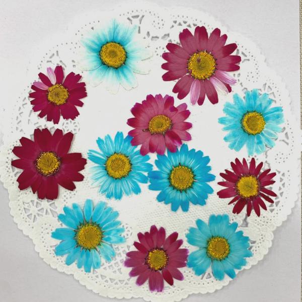 人気のノースポールを（吸上げ着色加工）をして2色のセット（6枚ずつ合計12枚）にしてお届けします。自然のお花ですので、大きさや着色の濃淡はご選択いただけません。お花の大きさや色につきましてはサンプル画像と異なる場合もございます事をご了承くだ...