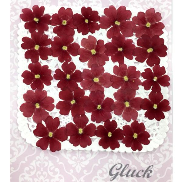 自然色のバーベナレッドの押し花24枚入り。お求め頂き安い少量パックにしてお届けします。 できる限り当日出荷をいたしますが、ご注文いただいてからフレッシュなものをパックいたしますので、翌営業日の発送になる場合もございます。1回のご注文で別途送...