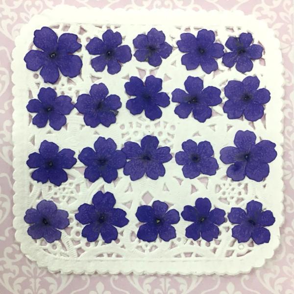 着色加工したバーベナパープルの押し花20枚入りです。お求め頂き安い少量パックにしてお届けします。 できる限り当日出荷をいたしますが、ご注文いただいてからフレッシュなものをパックいたしますので、翌営業日の発送になる場合もございます。1回のご注...