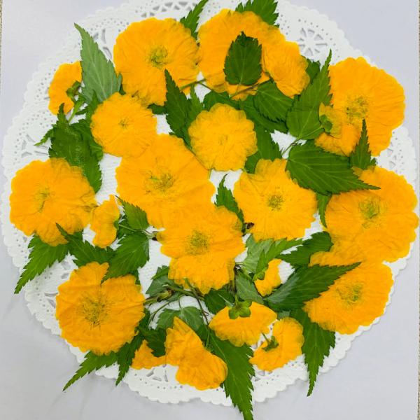 鮮やかな自然色オレンジのバラ、八重やまぶきを押し花にしました。約20輪入りお求め頂き安い少量パックにしてお届けします。 できる限り当日出荷をいたしますが、ご注文いただいてからフレッシュなものをパックいたしますので、翌営業日の発送になる場合も...