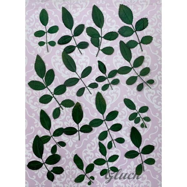 自然色のバラの葉大小16本入りです。 できる限り当日出荷をいたしますが、ご注文いただいてからフレッシュなものをパックいたしますので、翌営業日の発送になる場合もございます。商品の配送につきましては追跡可能メール便でのお届けになります。1回のご...