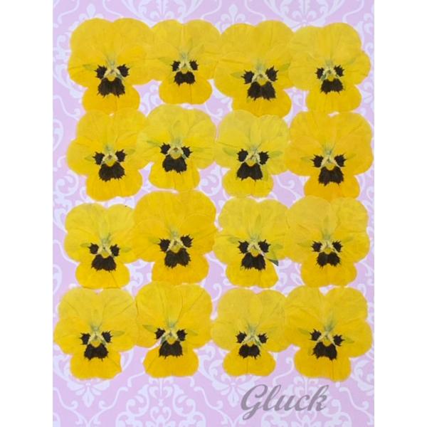 自然色のビオラ（イエロー）の押し花16枚入り。お求め頂き安い少量パックにしてお届けします。 できる限り当日出荷をいたしますが、ご注文いただいてからフレッシュなものをパックいたしますので、翌営業日の発送になる場合もございます。1回のご注文で別...