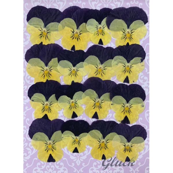 自然色イエローツートンのビオラを16枚の少量パックにしてお届けします。お求め頂き安い少量パックにしてお届けします。 できる限り当日出荷をいたしますが、ご注文いただいてからフレッシュなものをパックいたしますので、翌営業日の発送になる場合もござ...