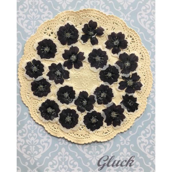 自然色のネモフィラブルーアイ20枚入りです。※花芯にお花の蜜が付いていますので、取り扱いにご注意下さい。お求め頂き安い少量パックにしてお届けします。 できる限り当日出荷をいたしますが、ご注文いただいてからフレッシュなものをパックいたしますの...