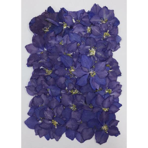 自然色の千鳥草パープル、大小サイズの花が30〜35枚入ったお買い得パックです。直径約2cm〜4cm。参考画像のように形が悪いものがたくさん入っておりますが、重ねてお使いください。お求め頂き安い少量パックにしてお届けします。 できる限り当日出...