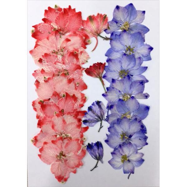 ・吸い上げ着色した千鳥草を合計約18枚の少量パックにしてお届けします。（スカーレット：花7枚・つぼみ2枚　+　ラベンダープラス：花7枚・つぼみ2枚）・着色加工しておりますので、褪色しづらいです。・できる限り当日出荷をいたしますが、ご注文いた...