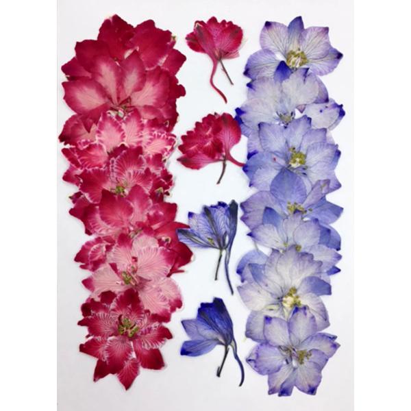 ・吸い上げ着色した千鳥草を合計約18枚の少量パックにしてお届けします。（ルビー：花7枚・つぼみ2枚　+　ラベンダープラス：花7枚・つぼみ2枚）・着色加工しておりますので、褪色しづらいです。・お求め頂き安い少量パックにしてお届けします。 でき...