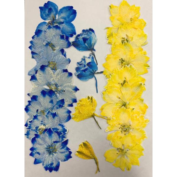 ・吸い上げ着色した千鳥草を合計約18枚の少量パックにしてお届けします。（グランブルー：花7枚・つぼみ2枚　+　イエロー：花7枚・つぼみ2枚）・着色加工しておりますので、褪色しづらいです。・お求め頂き安い少量パックにしてお届けします。 できる...