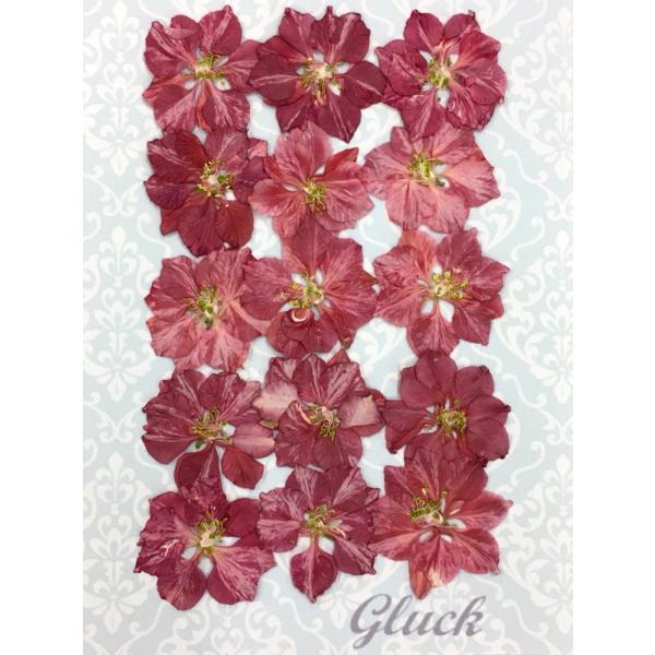 自然色の千鳥草コーラルピンクの押し花15枚入り。お求め頂き安い少量パックにしてお届けします。 できる限り当日出荷をいたしますが、ご注文いただいてからフレッシュなものをパックいたしますので、翌営業日の発送になる場合もございます。1回のご注文で...