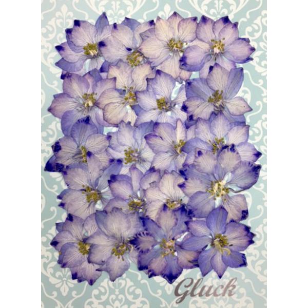 吸い上げ着色加工した千鳥草ラベンダー20枚入りのお得なパックです。着色加工してありますので褪色しづらいです。お求め頂き安い少量パックにしてお届けします。 できる限り当日出荷をいたしますが、ご注文いただいてからフレッシュなものをパックいたしま...