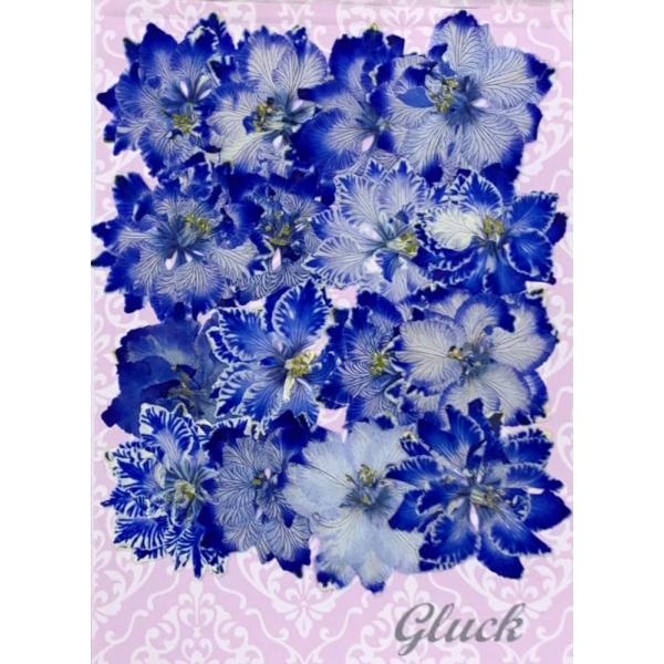 ・ロイヤルブルーに吸い上げ着色した千鳥草を合計約16枚の少量パックにしてお届けします。・着色加工しておりますので、褪色しづらいです。・お求め頂き安い少量パックにしてお届けします。 できる限り当日出荷をいたしますが、ご注文いただいてからフレッ...