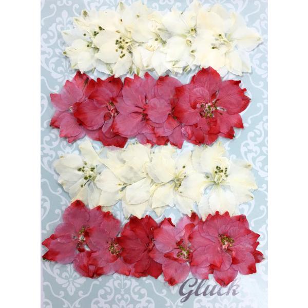 ・吸い上げ着色した千鳥草（スカーレットピンク）10枚、自然色の千鳥草（アイボリー）10枚、合計20枚のパックにしてお届けします。・お求め頂き安い少量パックにしてお届けします。 できる限り当日出荷をいたしますが、ご注文いただいてからフレッシュ...