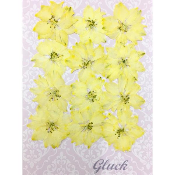 吸い上げ着色した千鳥草イエローの押し花12枚入り。お求め頂き安い少量パックにしてお届けします。 できる限り当日出荷をいたしますが、ご注文いただいてからフレッシュなものをパックいたしますので、翌営業日の発送になる場合もございます。1回のご注文...