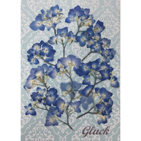 自然色ブルーのあじさいの横姿 約12枚の少量パックにしてお届けします。お求め頂き安い少量パックにしてお届けします。 できる限り当日出荷をいたしますが、ご注文いただいてからフレッシュなものをパックいたしますので、翌営業日の発送になる場合もござ...