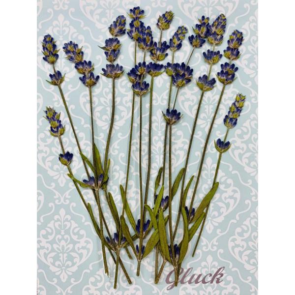 満開になる前の自然色のイングリッシュラベンダー12本入りです。お求め頂き安い少量パックにしてお届けします。  できる限り当日出荷をいたしますが、ご注文いただいてからフレッシュなものをパックいたしますので、翌営業日の発送になる場合もございます...