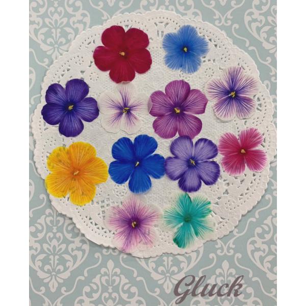 着色したフロックスの押し花をミックス(6色x2枚）合計12枚でお入れしています。大きさや色の濃淡はランダムになっておりますので、サンプル画像と大きさ色は同一ではございません。梱包は簡易梱包です。1回のご注文で別途送料（200円）がかかります...
