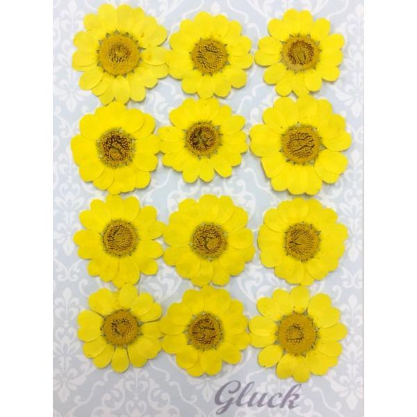 自然色のムルチコーレの押し花12枚入りです。お求め頂き安い少量パックにしてお届けします。 できる限り当日出荷をいたしますが、ご注文いただいてからフレッシュなものをパックいたしますので、翌営業日の発送になる場合もございます。1回のご注文で別途...