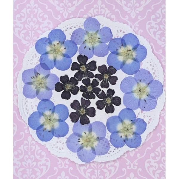 ネモフィラブルー8枚、ネモフィラブルーアイ6枚のパックです。全て自然色で仕上げています。 できる限り当日出荷をいたしますが、ご注文いただいてからフレッシュなものをパックいたしますので、翌営業日の発送になる場合もございます。1回のご注文で別途...