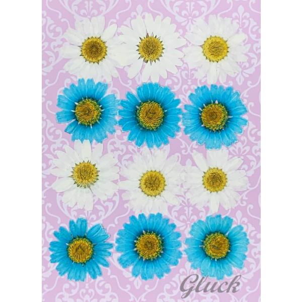 人気のノースポールをホワイト（自然色）とスカイブルー（吸上げ着色）（6枚ずつ合計12枚）にしてお届けします。自然のお花ですので、大きさや着色の濃淡はご選択いただけません。お花の大きさや色につきましてはサンプル画像と異なる場合もございます事を...