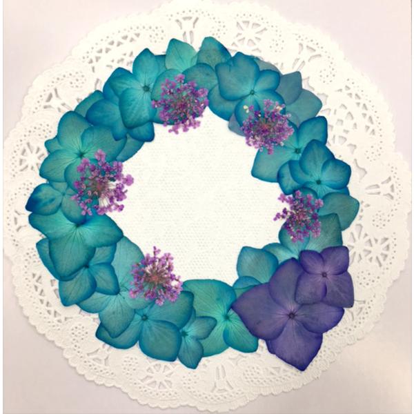 大きめサイズ（直径約2〜4cm）の一重あじさいの着色スカイブルー約20枚、パープル2枚、着色レースフラワーパープル5枚、吸い上げ着色した押し花が合計25枚前後入っています。台紙サイズ：217×153mm。お求め頂き安い少量パックにしてお届け...