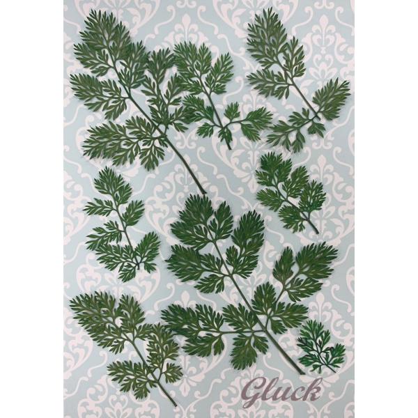 吸い上げ着色したオルラヤの葉大小7〜8枚入り。お求め頂き安い少量パックにしてお届けします。 できる限り当日出荷をいたしますが、ご注文いただいてからフレッシュなものをパックいたしますので、翌営業日の発送になる場合もございます。1回のご注文で別...