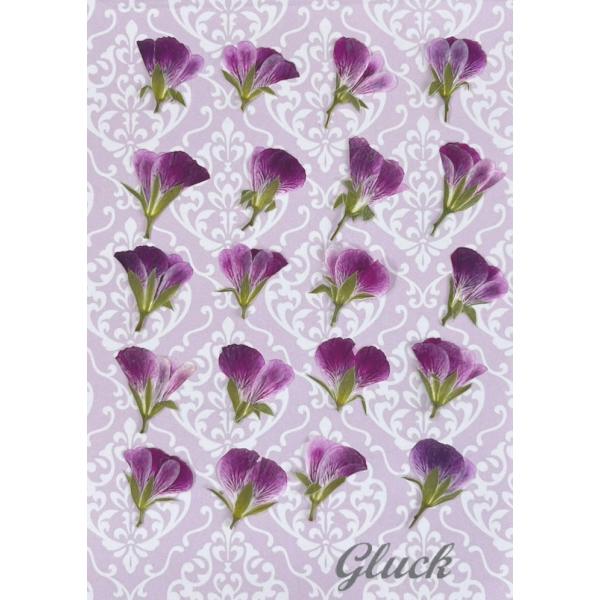 ペラルゴ ※自然色 20枚入り。できる限り当日出荷をいたしますが、ご注文いただいてからフレッシュなものをパックいたしますので、翌営業日の発送になる場合もございます。1回のご注文で別途送料（200円）がかかりますが、700円以上のご注文で送料...