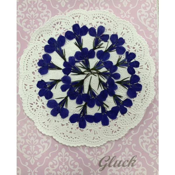 自然色のロベリア（ロイヤルブルー）20枚入りです。お求め頂き安い少量パックにしてお届けします。 できる限り当日出荷をいたしますが、ご注文いただいてからフレッシュなものをパックいたしますので、翌営業日の発送になる場合もございます。1回のご注文...