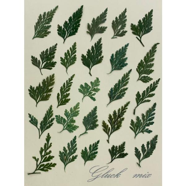 ミニサイズ（長さ約2cm〜3.5cm）のシダ25枚入りのパックです。お求め頂き安い少量パックにしてお届けします。 できる限り当日出荷をいたしますが、ご注文いただいてからフレッシュなものをパックいたしますので、翌営業日の発送になる場合もござい...