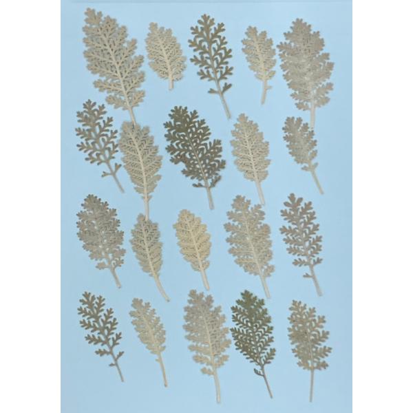 自然色のシルバーリーフの押し花、小さめサイズ（長さ約3〜4cm）20枚入り。お求め頂き安い少量パックにしてお届けします。 できる限り当日出荷をいたしますが、ご注文いただいてからフレッシュなものをパックいたしますので、翌営業日の発送になる場合...