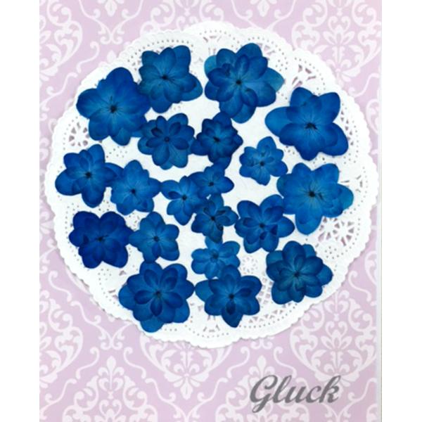 吸い上げ着色した八重あじさい（グランブルー）を20枚の少量パックにしてお届けします。お求め頂き安い少量パックにしてお届けします。 できる限り当日出荷をいたしますが、ご注文いただいてからフレッシュなものをパックいたしますので、翌営業日の発送に...