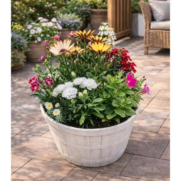 【送料無料（一部地域を除く）】北海道・沖縄・離島の方はお届けまでにお時間がかかるためご注文頂けません。ご注文をショップにてキャンセルさせて頂ます。鉢はアンティーク柄9号、アイボリー（4色展開）ラッピングはお受けできかねますが、メッセージカー...