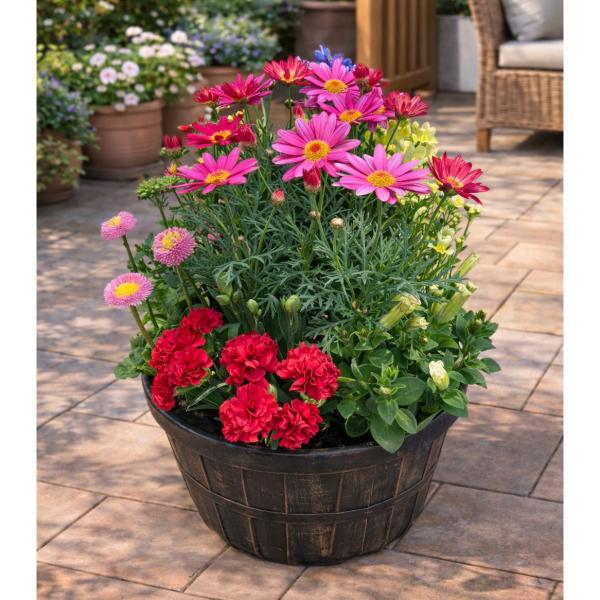 【送料無料（一部地域を除く）】北海道・沖縄・離島の方はお届けまでにお時間がかかるためご注文頂けません。ご注文をショップにてキャンセルさせて頂ます。鉢はアンティーク柄9号、ブラック（4色展開）お花の種類はご選択いただけません。ラッピングはお受...