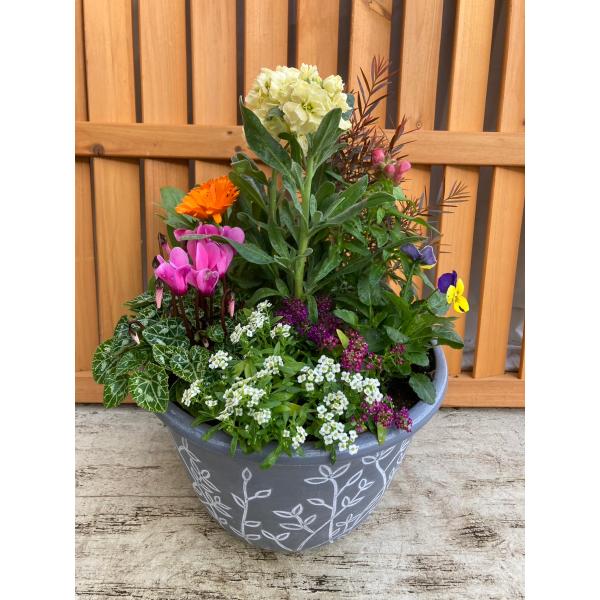 【送料無料（一部地域を除く）】北海道・沖縄・離島の方はお届けまでにお時間がかかるためご注文頂けません。ご注文をショップにてキャンセルさせて頂ます。鉢はリーフ柄9号、グレー（4色展開）ラッピングはお受けできかねますが、メッセージカードは無料で...