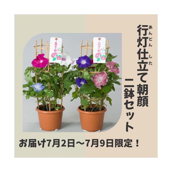 行灯仕立ての朝顔で、６号鉢に４本植えられています。日本朝顔：大輪咲きの一番人気！４本植えられているので３〜４色咲きます。何色が咲くかはお楽しみ！曜白朝顔：白い縁取りのある朝顔。４本植えられていますが、３色くらい咲きます。桔梗咲き朝顔：小ぶり...
