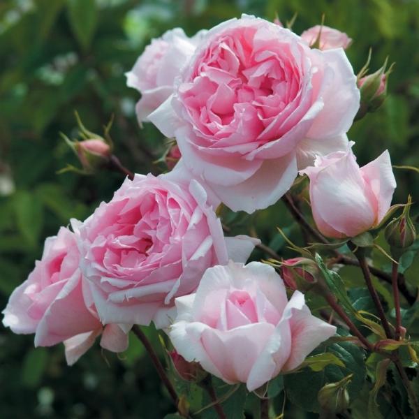 バラ 苗 イングリッシュローズ 【ザ ウェッジウッド ローズ 大輪 四季咲き】 薔薇 ローズ バラ の 苗オールドローズとモダンローズ両方の魅力を兼ね備えた、デビッド・オースチン・ロージズ社のバラ