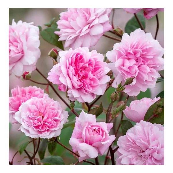 バラ 苗 イングリッシュローズ 【メアリー ディレイニー ［登録品種］ 中輪 返り咲き】 3年生 接ぎ木 大苗 (長尺苗)  薔薇 ローズ バラ の 苗ソフトピンクの趣が変わったバラ。系統：イングリッシュローズ- English Rose咲...