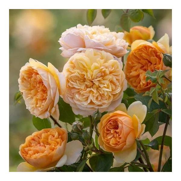 バラ 苗 イングリッシュローズ 【ブリング ミー サンシャイン 大輪 四季咲き】 2年生 接ぎ木大苗 6リットル 鉢植え 薔薇 ローズ バラ の 苗カップ咲きからロゼット咲きへと変化していきます。系統：イングリッシュローズ- English...