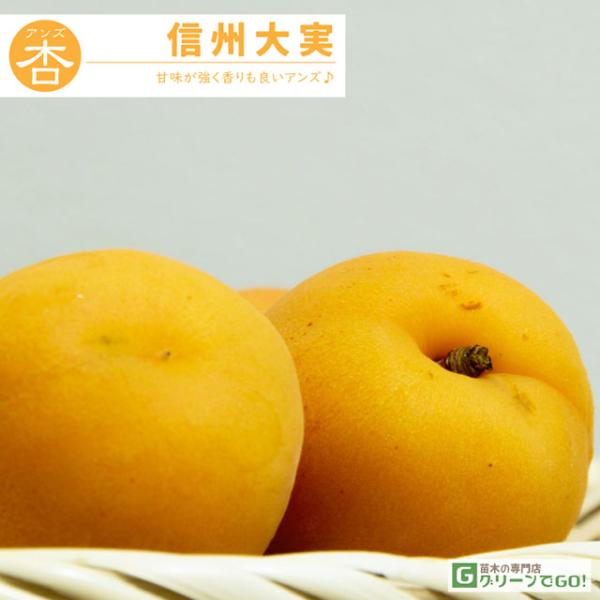 アンズ 苗木 【信州大実 （しんしゅうおおみ）】 杏 杏子 アプリコット 苗 果樹 果樹苗晩生の大果品種、生食・加工兼用タイプ！新潟大実を親に持つ、果皮・果肉とも橙黄色で外観が美しいあんずです。 果実は肉厚で果汁が多く糖度は10度ほどあり、...